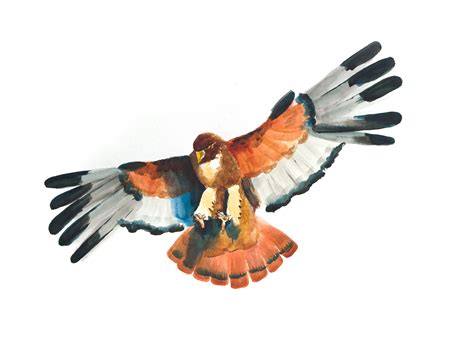 Full Wing Span Red Tailed Hawk Etsy