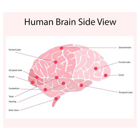 Premium Vector Human Brain Diagram Isolated On White Background