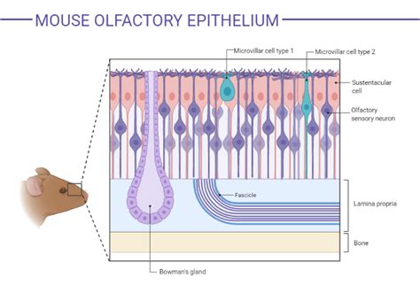Mouse Olfactory Epithelium Biorender Science Templates