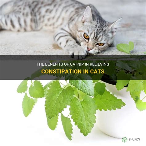 The Benefits Of Catnip In Relieving Constipation In Cats Shuncy