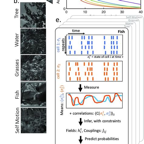 Retinal Ganglion Cell Population Maintains Consistent Couplings Across Download Scientific