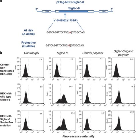 The Pflag Neo Siglec 8 Plasmid Construct And Siglec 8 Expression On