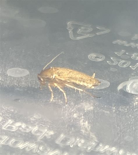 Roach Identification Help Indoor Apt Evening Ann Arbor Mi