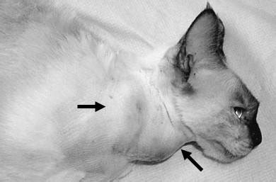 Macroscopic Examination Of A Cryptococcal Cat Showing Marked Download Scientific Diagram