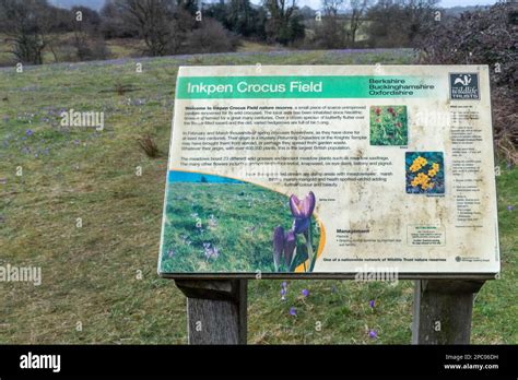 Inkpen Crocus Field In March With Flowering Crocuses View Of The Nature Reserve In West
