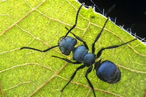 Blue Ants