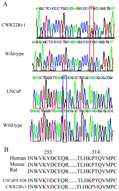 Keap1 Mutations In Prostate Cancer Cell Lines A A Heterozygous Ct