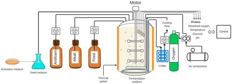 Sustainable Oils From Fermentation Boc Sciences
