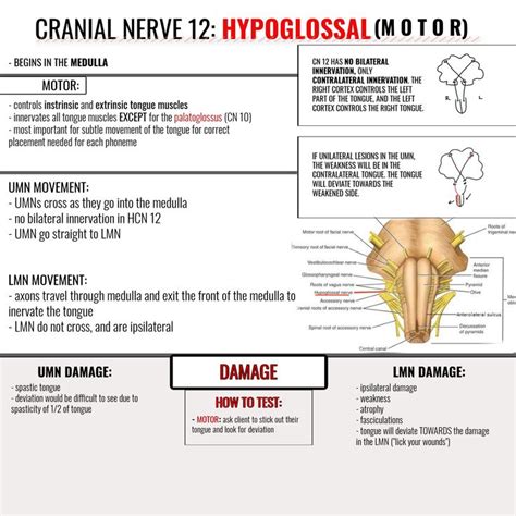 Hypoglossal Nerve Dysfunction
