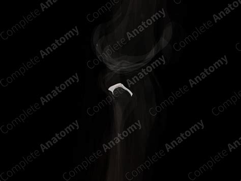 Superior Tibiofibular Joint Left Complete Anatomy