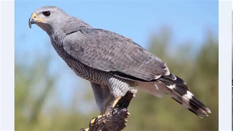 Sparrowhawk คืออะไร ลักษณะและพฤติกรรม