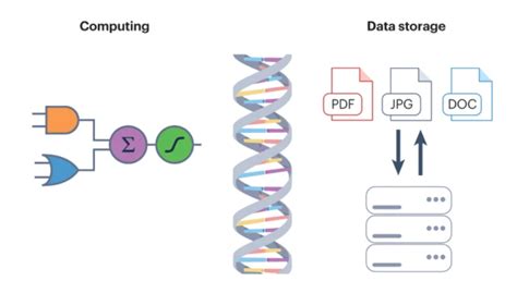 Stephen Mann Dna Dna