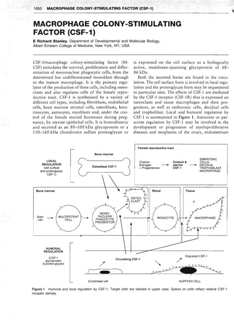 Pdf Murine Bone Marrow Derived Macrophages