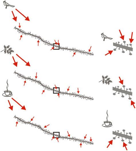 Meaningful Input Patterns Incident On A Segment Of Dendrite Synaptic
