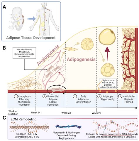 Adipose Tissue Development Encyclopedia MDPI