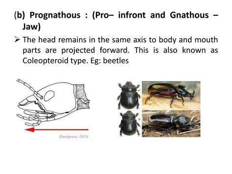 Body Segmentation Of Insect And Head Pptx Beekeeping Hobbies