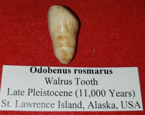Mammals Member Collections The Fossil Forum
