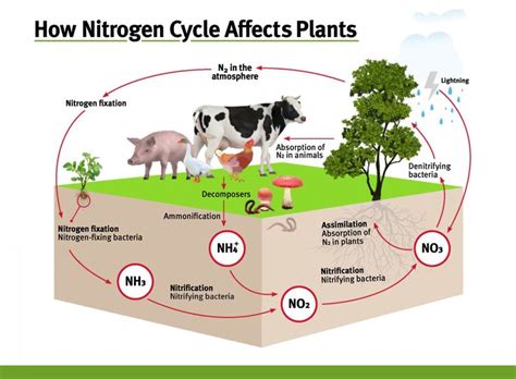 Nitrogen Cycle And Plants Nitrogen Cycle Nitrogen Fixation Nitrogen