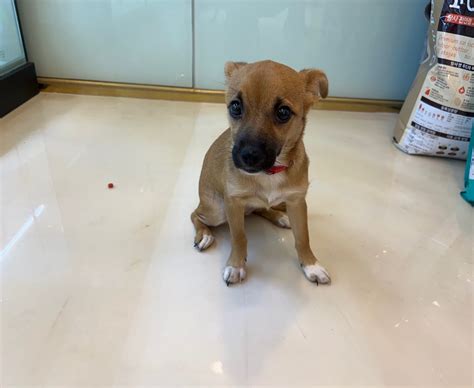 시베리안허스키 비숑분양가 포메 그레이하운드분양 광주애견샵 폼스키 유기견무료입양 위례강아지분양 남양주 2022 0025 믹스견 금순이 책임분양 강아지입양 고양이입양