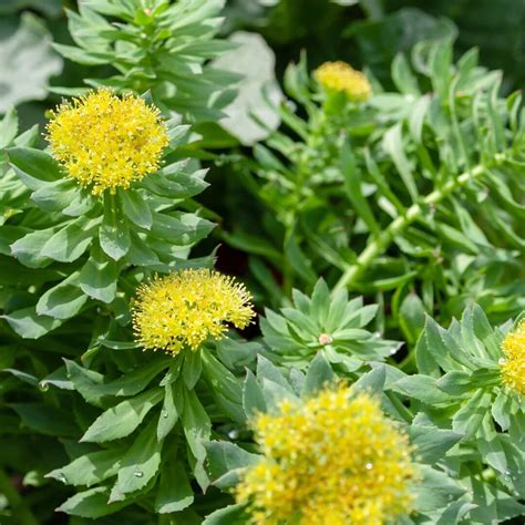 7 Best Rhodiola Supplements That Actually Work Set For Set