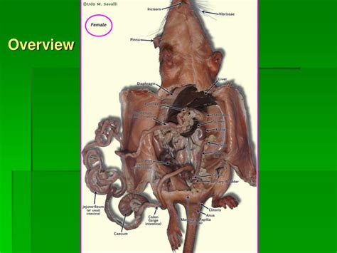 Ppt Mouse Dissection Powerpoint Presentation Id6032514