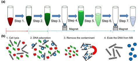 Lysis Buffer Recipe Proteinase K Besto Blog