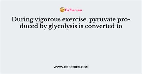 During Vigorous Exercise Pyruvate Produced By Glycolysis Is Converted To