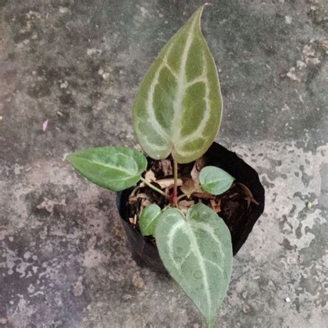 Jual Paket Tanaman Silper Forgeti Shopee Indonesia