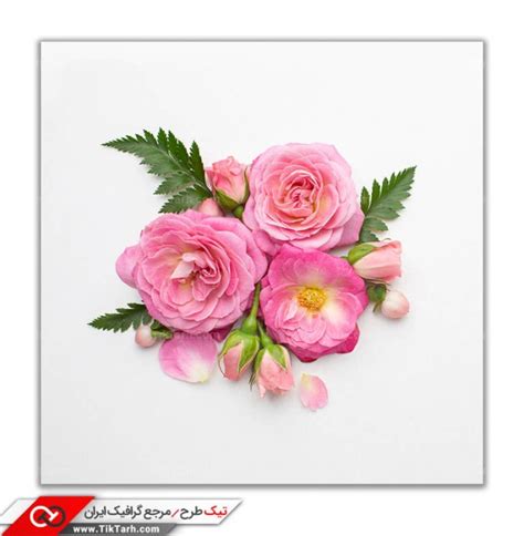 عکس گل محمدی صورتی زیبا