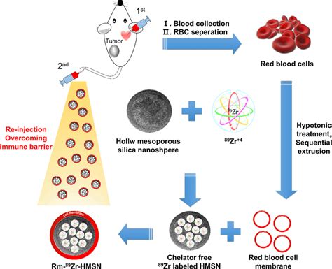 Stepwise Representation Of The Synthesis Of Rm Camouflaged Download Scientific Diagram