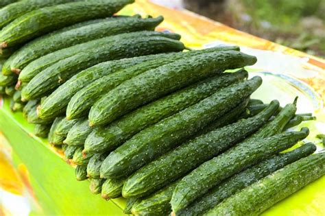 买黄瓜辨别激素黄瓜如此简单，认准这4点，一眼就看出来，很实用 植物