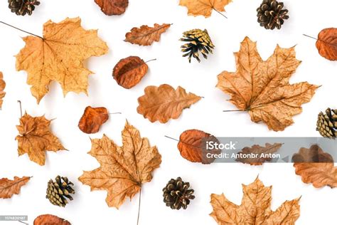 가을 구성 단풍 나무 참나무와 원두의 마른 잎흰색 다른 모양의 오렌지 잎 가을 배경입니다 위에서 보기 0명에 대한 스톡 사진 및 기타 이미지 Istock