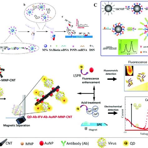 A Schematic Illustrations For The One To Many Single Entity Download Scientific Diagram