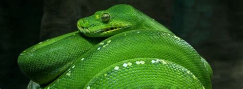 Si Vous Rencontrez Lerreur Sslsslcertverificationerror Certificate