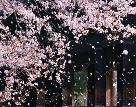 南禅寺 三門 桜 桜吹雪 花吹雪 散る 春 合成 イラストCG アールクリエーション