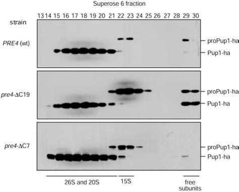 C Terminal Truncations Of 7pre4 Inhibit The Assembly Of 20 S Download Scientific Diagram