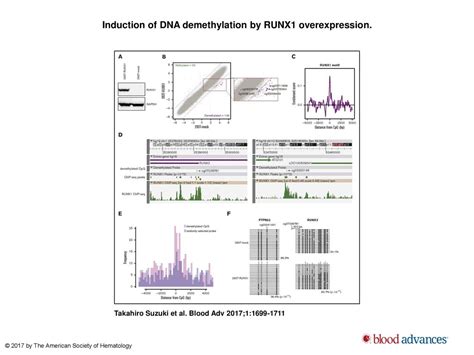 Runx1 Regulates Site Specificity Of Dna Demethylation By Recruitment Of