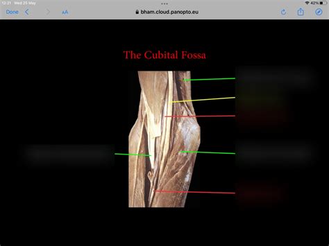 Cubital Fossa Prosec Diagram Quizlet