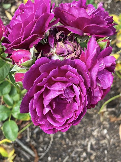 Untitled Lizz Bizz Flickr