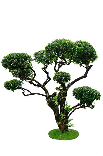 고립 된 흰색 배경의 아름다운 모양으로 장식 된 나무 분재 0명에 대한 스톡 사진 및 기타 이미지 0명 계절 고독 개념 Istock