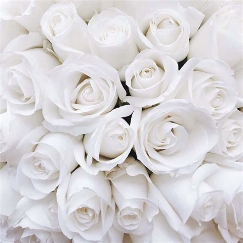 Wallpaper Aesthetic White Rose