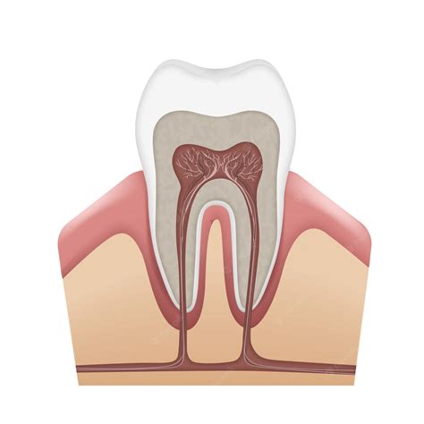 Teeth Nerves What You Need To Know Web Dmd
