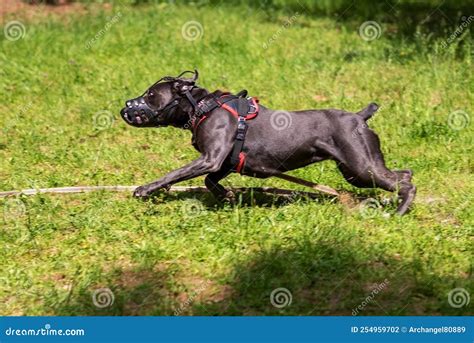 Cane Corso Attacking Dog Handler During Aggression Training Stock