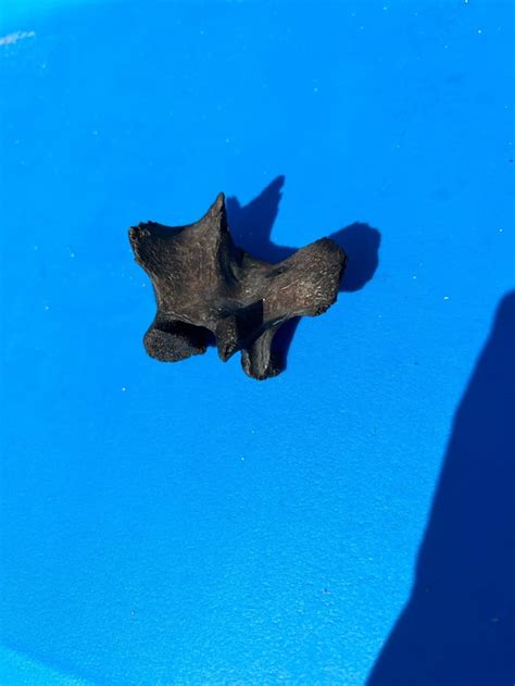 Fossil Identification R Fossilhunting