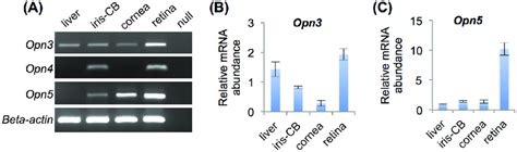 The Gene Expression Of Opn3 Opn4 And Opn5 In The Iris Ciliary Body Download Scientific