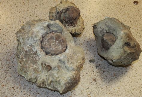 NW Wyoming ID Fossil ID The Fossil Forum