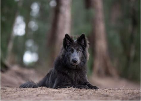 Blue Bay Shepherd Price Is This Gorgeous Wolf Hybrid Expensive