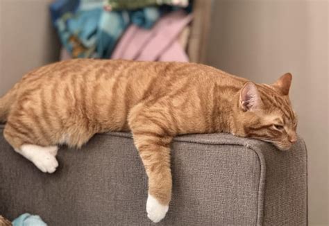 Flexing His Singular Brain Cell Rcats