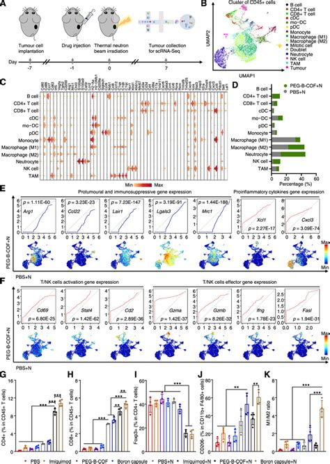 Single Cell Rna Sequencing And Facs Analysis Shows That Bnct Triggers