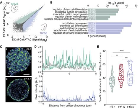 Efficient Hemogenic Endothelial Cell Specification By Runx1 Is Dependent On Baseline Chromatin